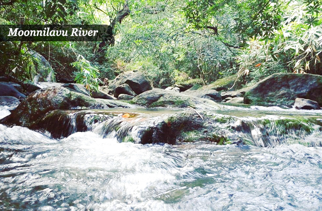 Best Hill Resorts in Idukki-Kottayam, Kerala - Mistywindvalley Homestays